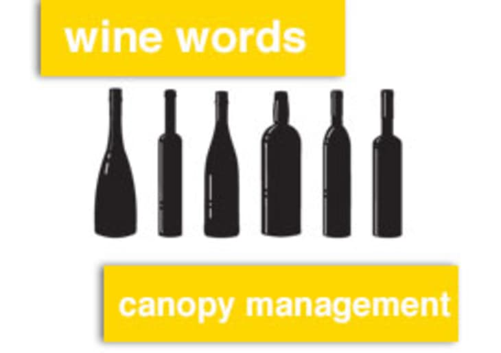 Wine Words: Canopy Management | The Kitchn