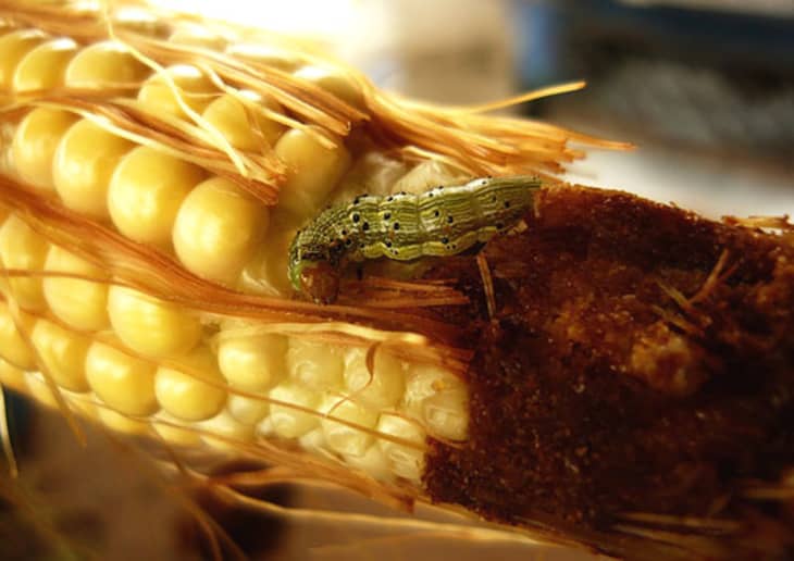 An Unavoidable Surprise in Organic Corn: Worms! | The Kitchn