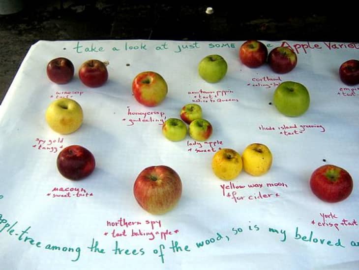 Apple Identification Chart All Apple Varieties Washington Apples