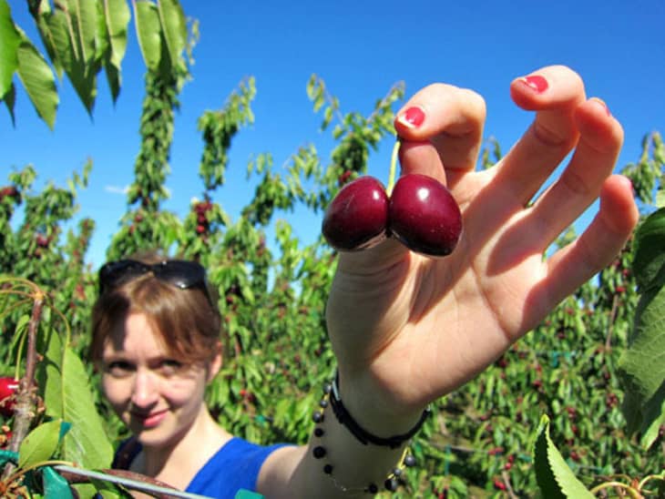 10 Ways to Preserve Cherries | The Kitchn