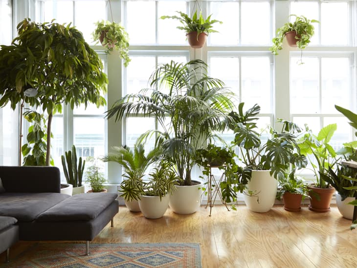8 Houseplants that Can Survive Urban Apartments, Low Light and Under ...