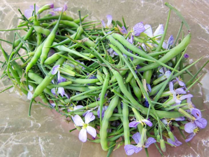 Ingredient Spotlight: Wild Radish Pods | The Kitchn