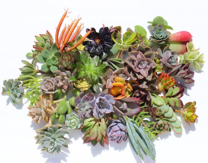 Etsy Has A Collection of Succulent Starter Kits | Apartment Therapy