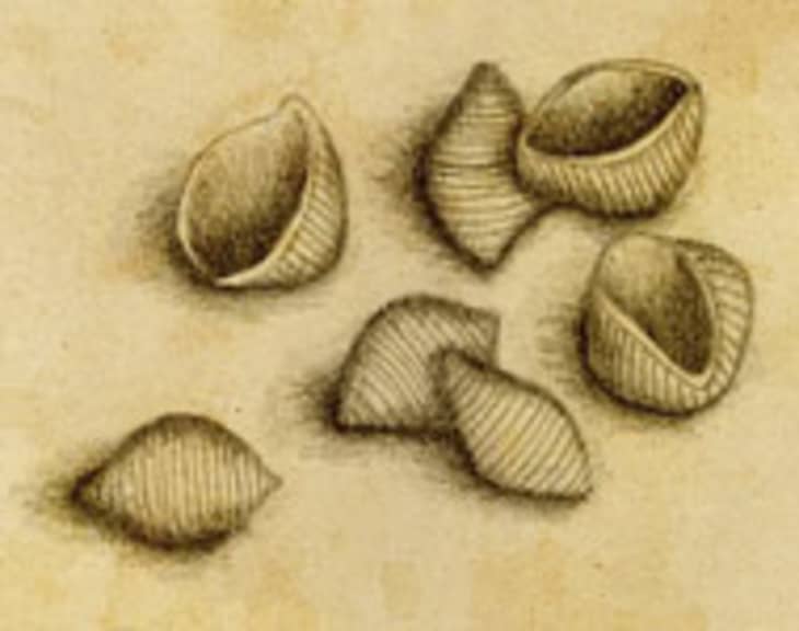 Good Source for Large Whole Wheat Pasta Shells? Good Questions | The Kitchn