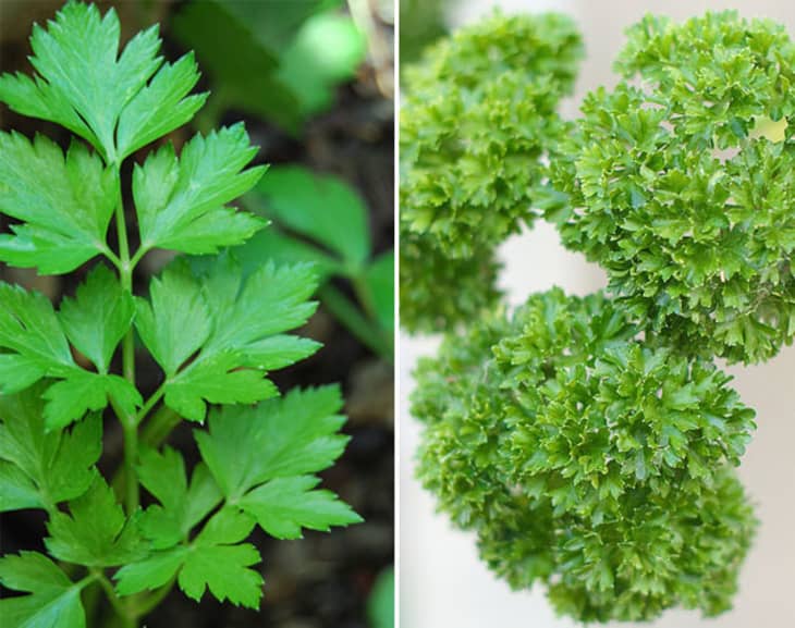 What’s the Difference? Flat-leaf and Curly-leaf Parsley | The Kitchn