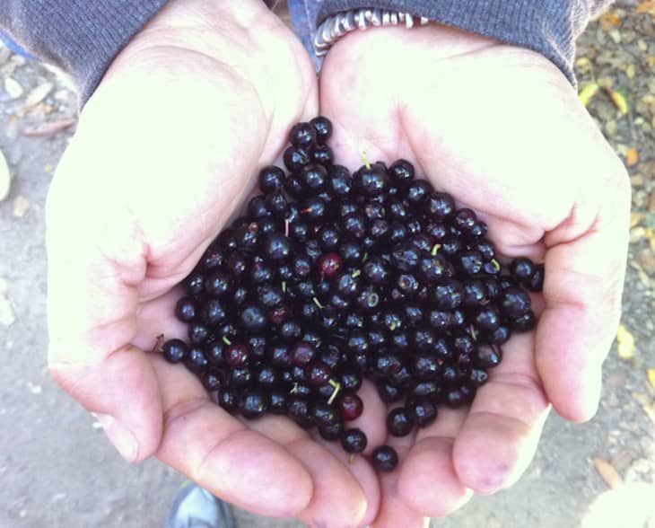 Summer Recipe: Foraged Berry Tart | The Kitchn