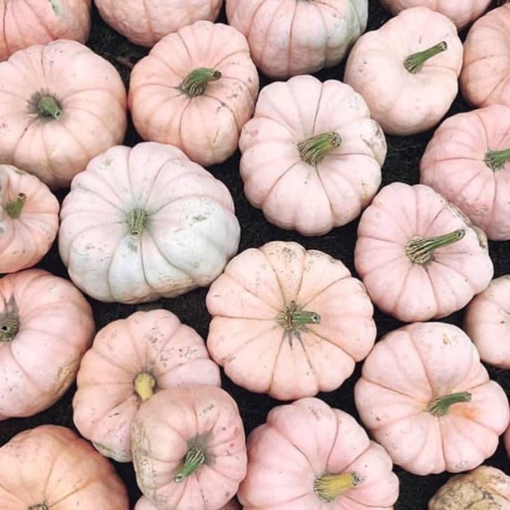 Pink Pumpkins - Pink Pumpkin Decorating Trend for Halloween | Apartment ...