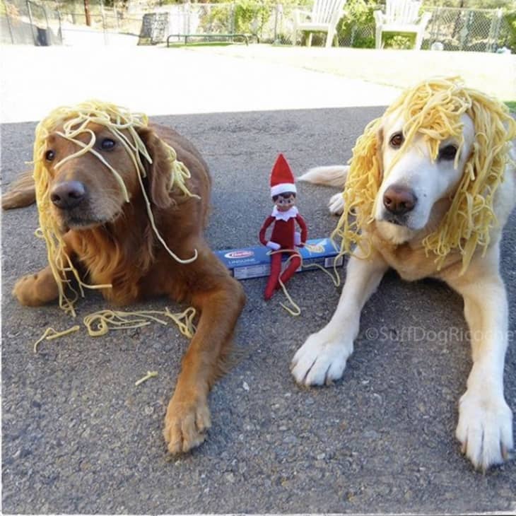 The Great Elf on the Shelf Fiasco: Moose’s Heroic Battle Against ...