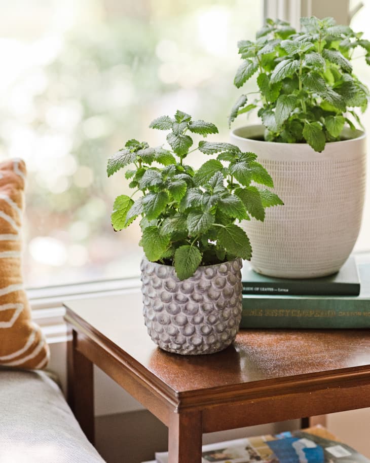 Here's How to Grow Lemon Balm Indoors | Apartment Therapy