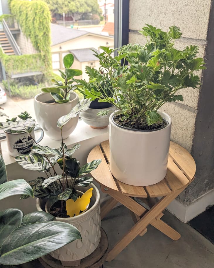 3 Bug Repellent Products That Work in My Kitchen | Apartment Therapy