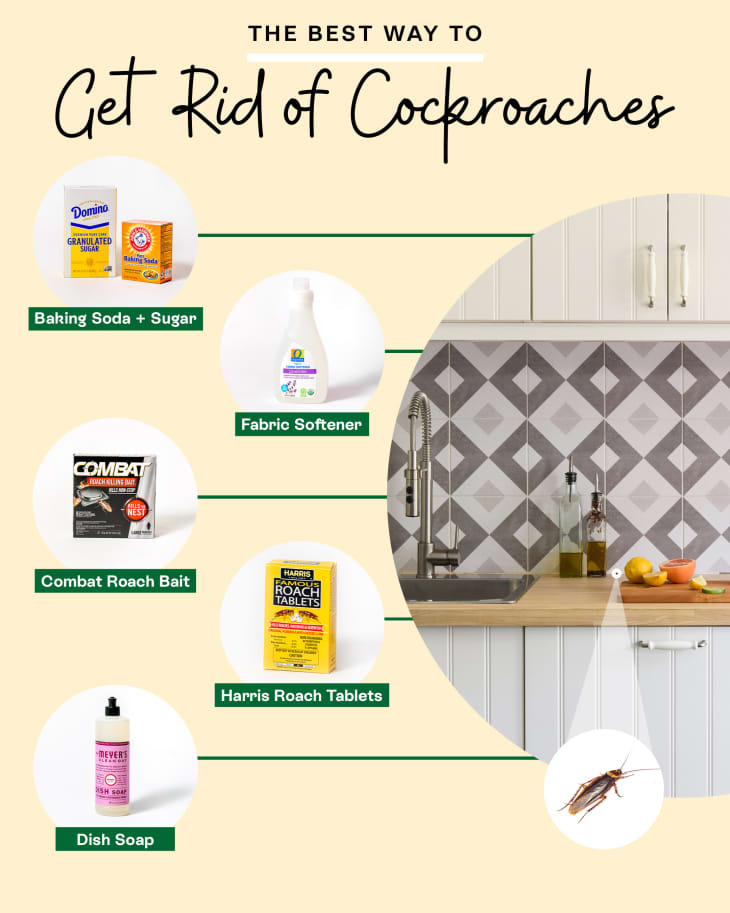 Best Way to Get Rid of Cockroaches, According to an Expert | Apartment ... Best Way to Get Rid of Cockroaches, According to an Expert | Apartment ...