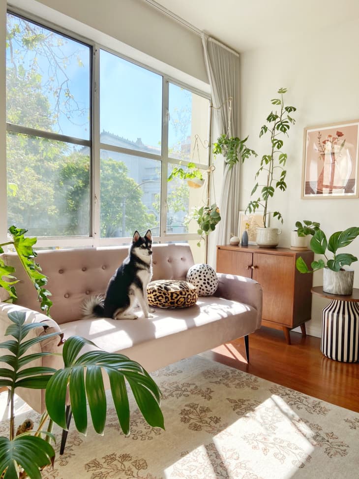 Plant Filled Sunny San Francisco Apartment | Apartment Therapy