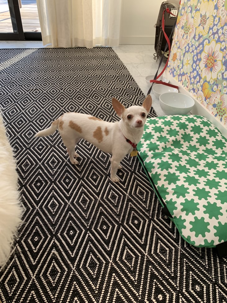 Ask Maxwell: Best Rug for My Kitchen? | Cubby