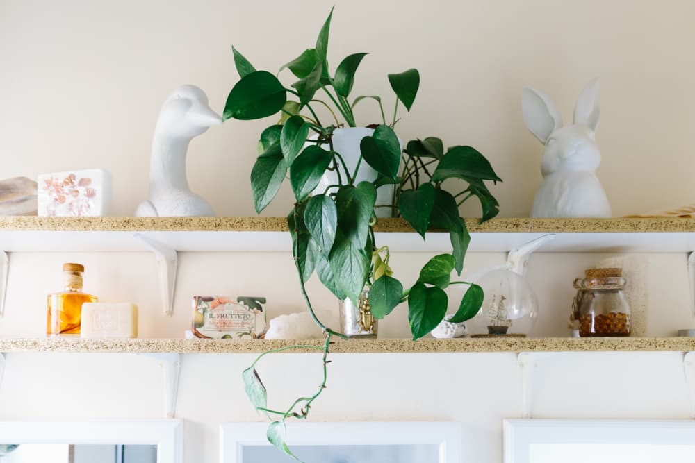 12 Best Kitchen Plants - Ideal Houseplants to Live In Kitchens ...