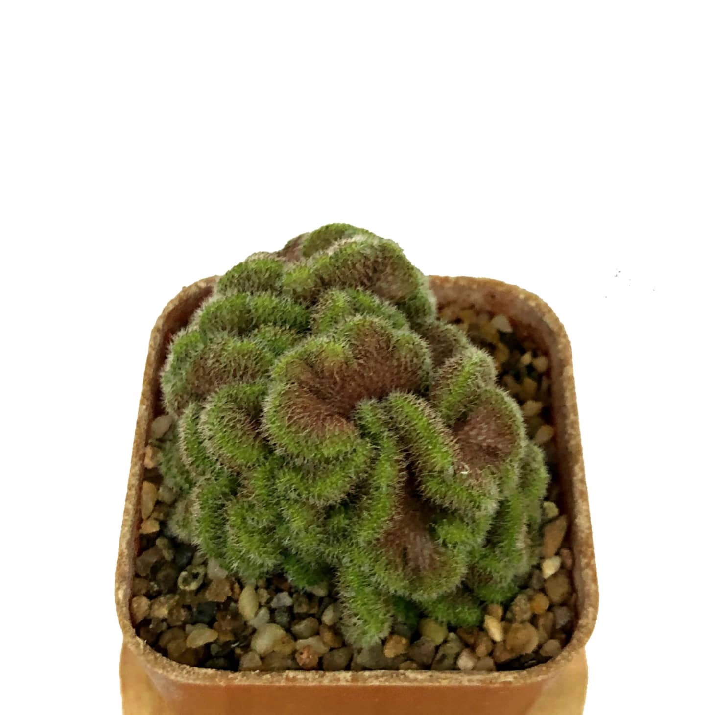 Spooky Houseplants You Can Grow for Halloween and Beyond | Apartment ...