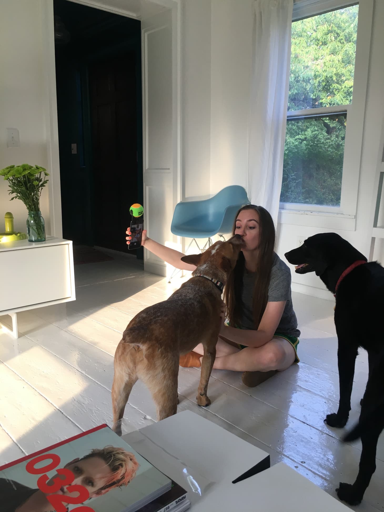 Amazon Pooch Selfie Dog Selfie Stick Test Apartment Therapy