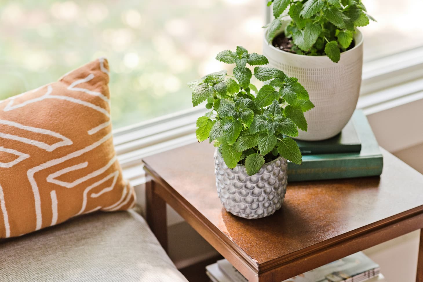 Here's How to Grow Lemon Balm Indoors | Apartment Therapy