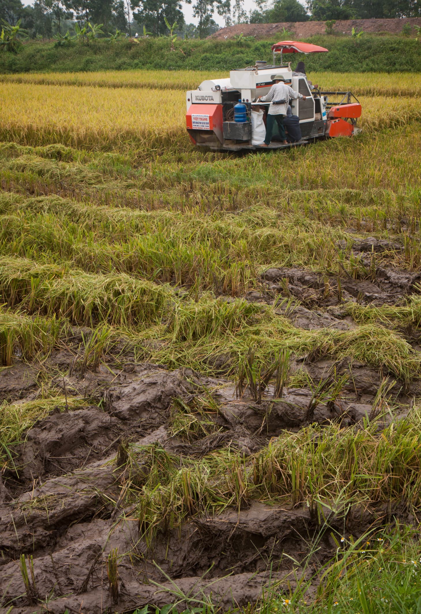 How One Farmer Meets the Demands of Growing Rice in Vietnam | Kitchn