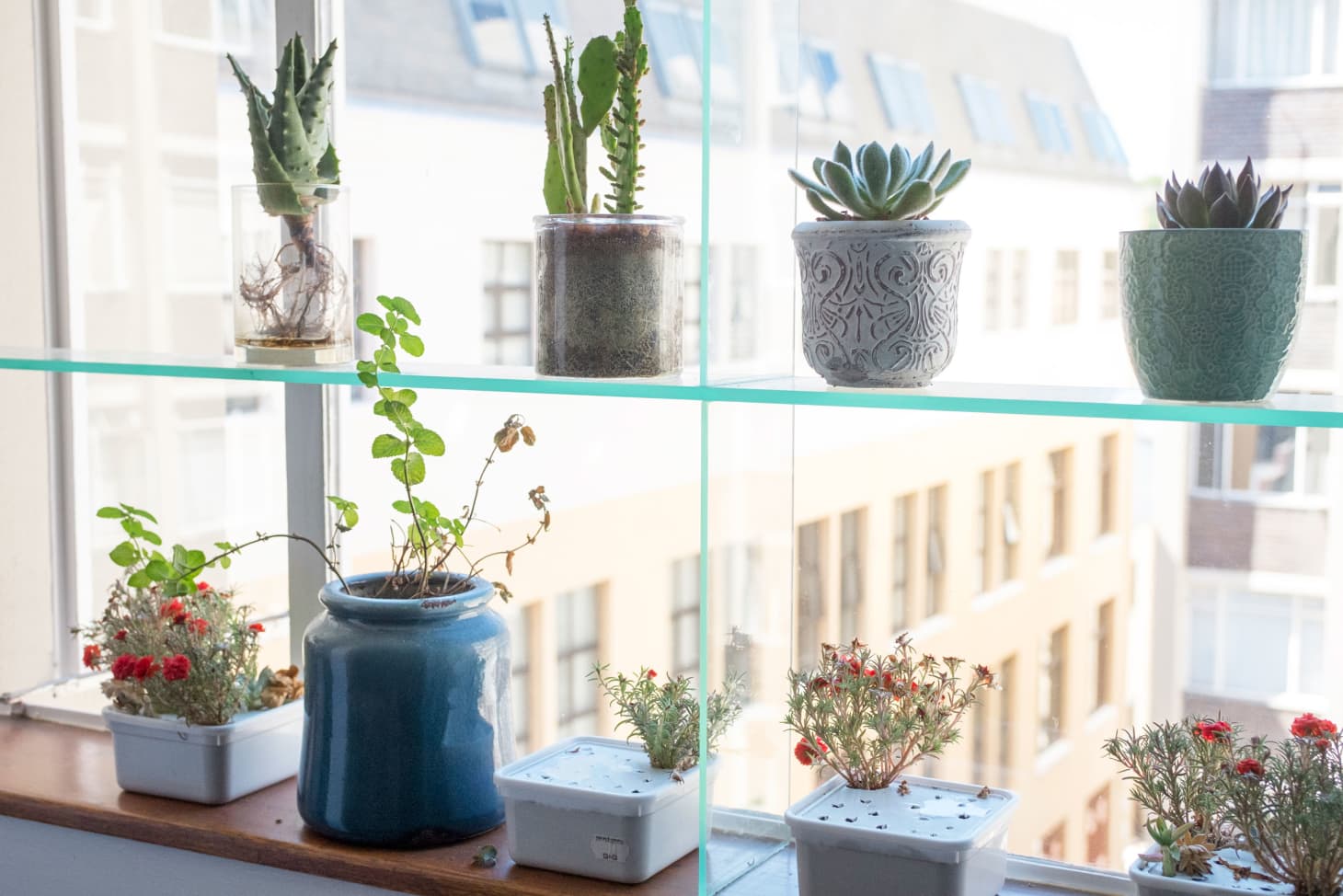 How to Display Houseplants: 65 of Our Favorite Plant-Display Ideas ...