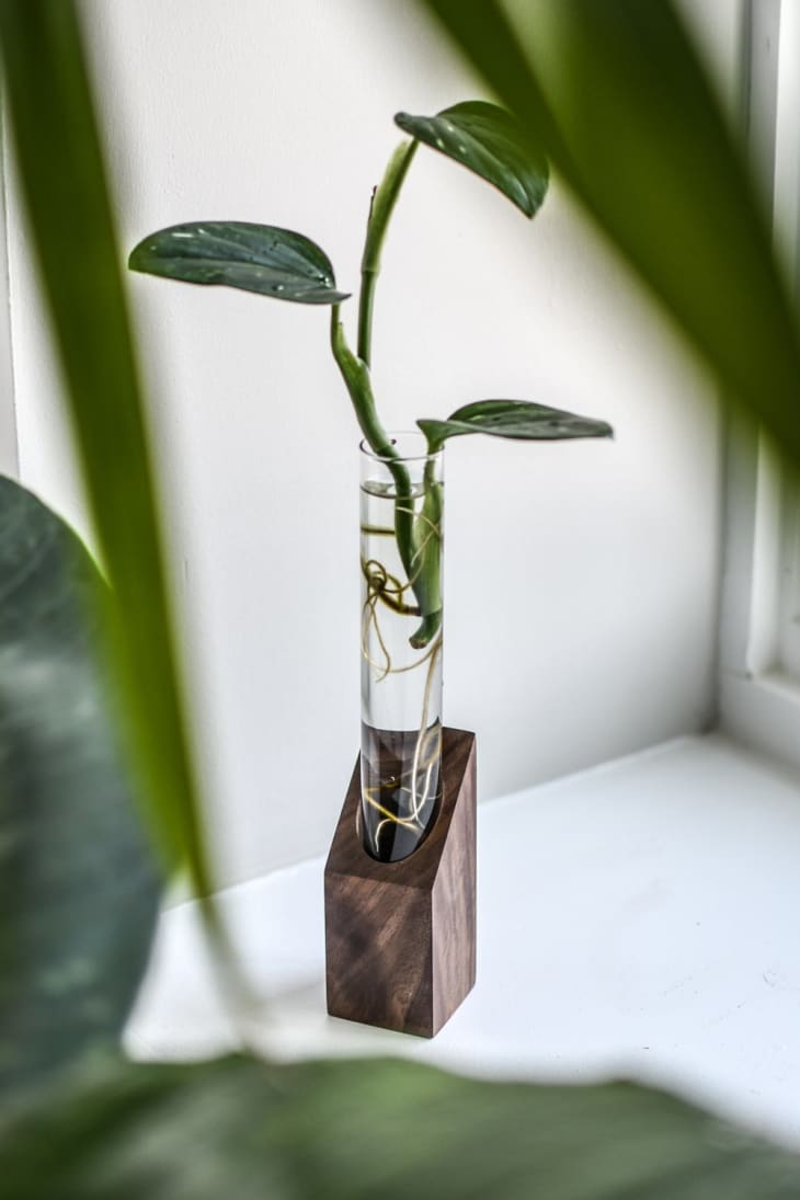 9 Lovely Plant Propagation Stations to Buy Online in 2021 | Apartment ...