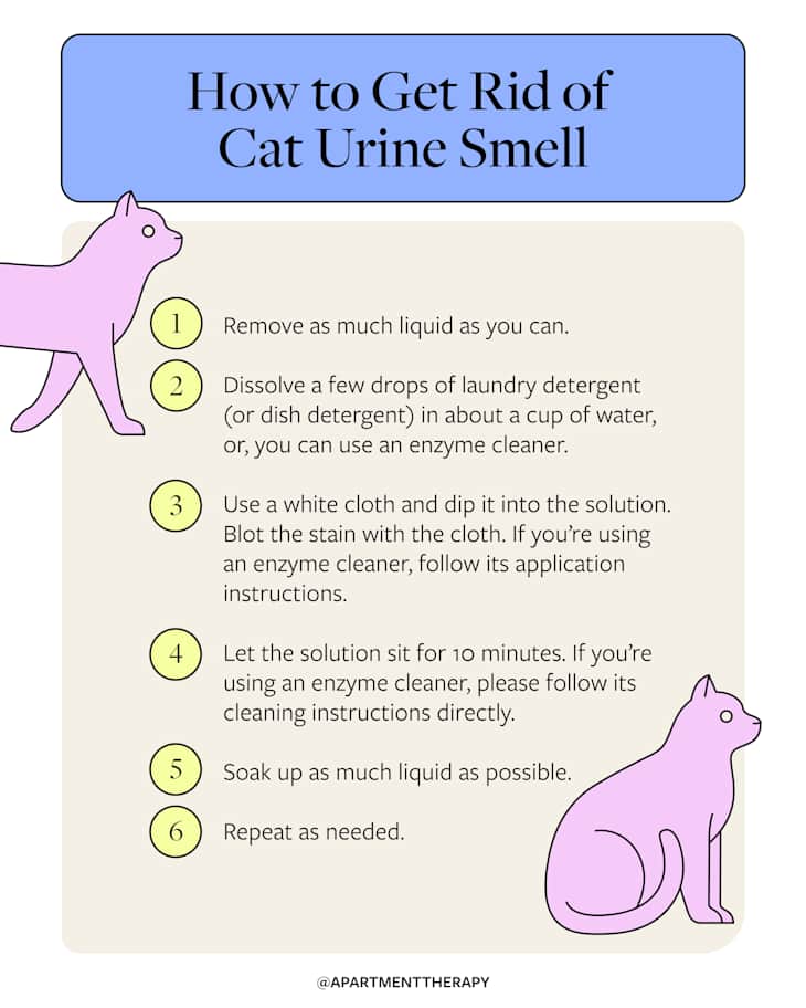 The Expert Trick to Get Rid of Cat Pee Anywhere in Your Home ...