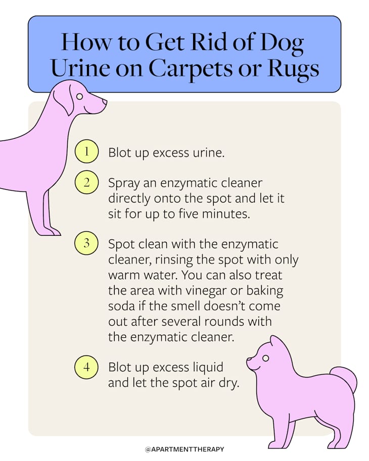 How to Get Rid of Dog Urine Smell Anywhere in Your Home | Apartment Therapy