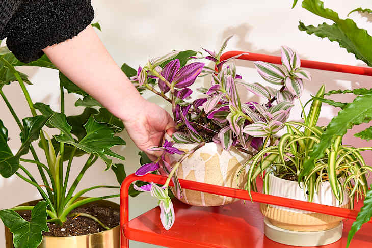 6 Easy Plant Habits to Help Your Indoor Greenery Thrive | Apartment Therapy