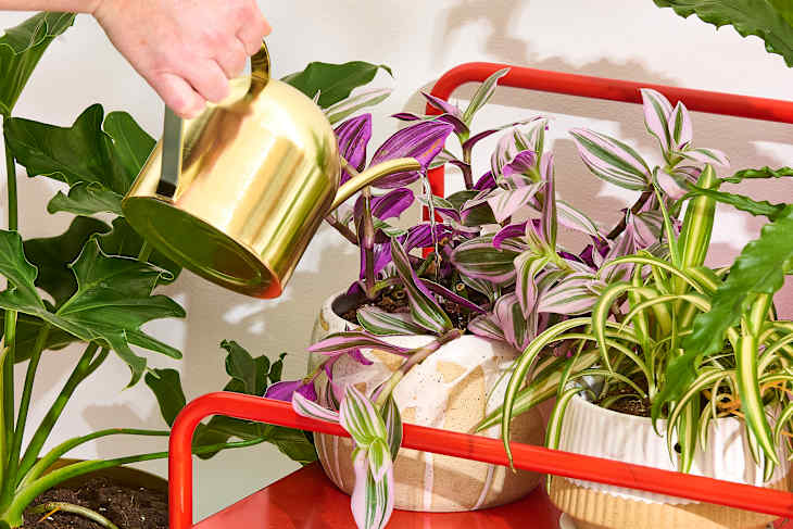 How I Keep 24 Plants Alive on Vacation as a Pro Plant Writer ...