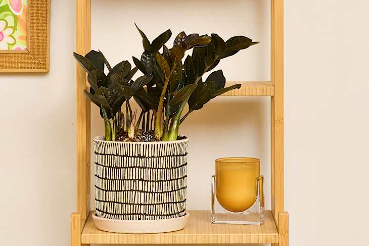 6 Best Low-Light Indoor Plants I Swear By for Dark Corners | Apartment ...