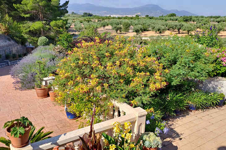 Chicken Pellets Are a Gross (but Successful) Gardening Hero | Apartment ...