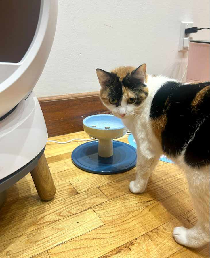 I Love the Smallserve Cat Bowl & So Does My Cat (So Chic!) | Apartment ...