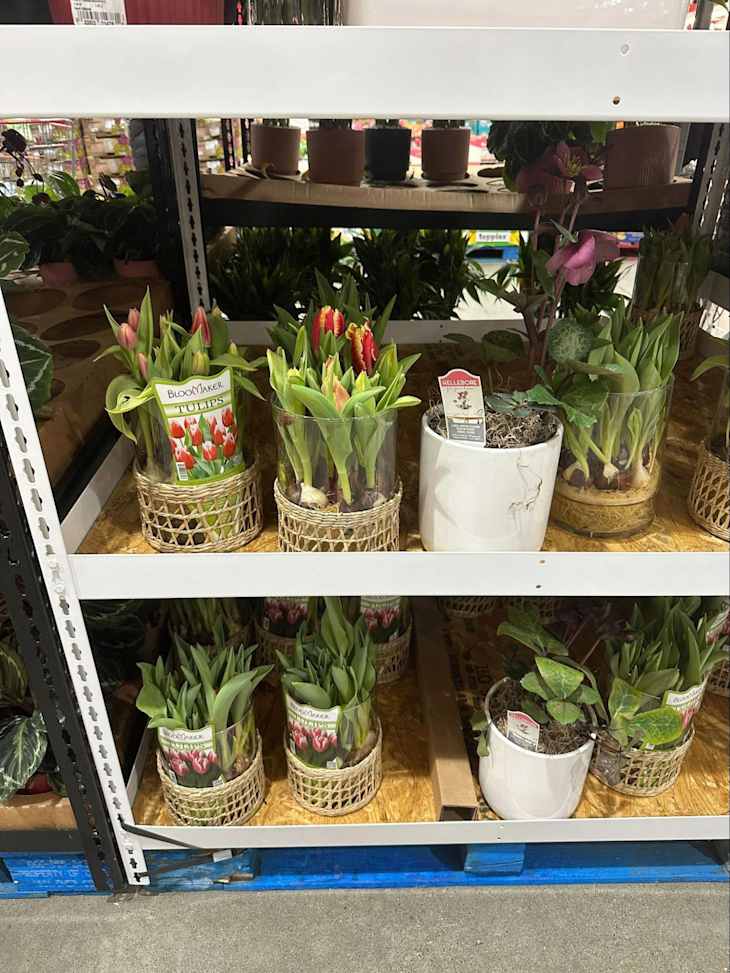 Costco Has Blooming Tulip Bulbs for Under $20 Right Now | Apartment Therapy