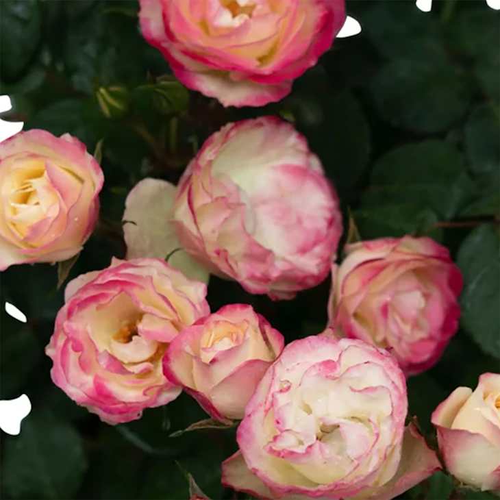 Heirloom Roses Are Being Sold at Costco (They’re So Sweet) | Apartment ...