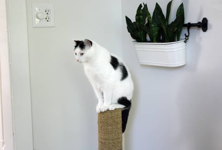 How to Entertain Cats in Apartments: 6 Small Space Ideas | Apartment ...