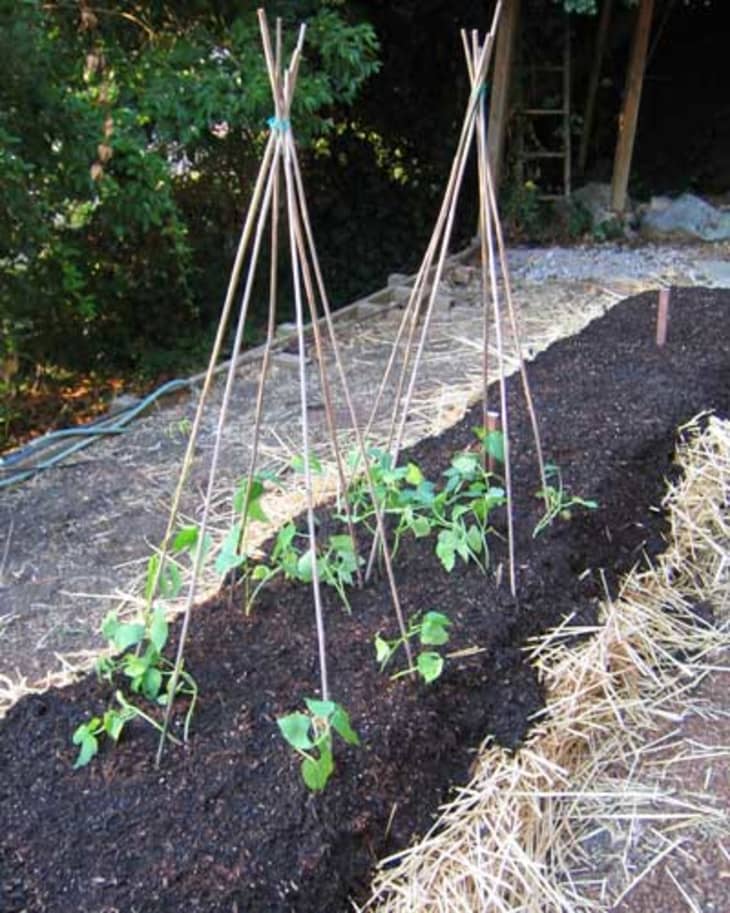 How To: Start a No-Dig Garden … Step by Step | Apartment Therapy