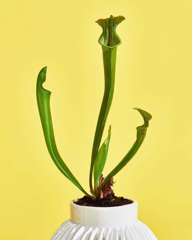 Venus Flytrap Plants - 4 Carnivorous Plants For Your Home | Apartment ...