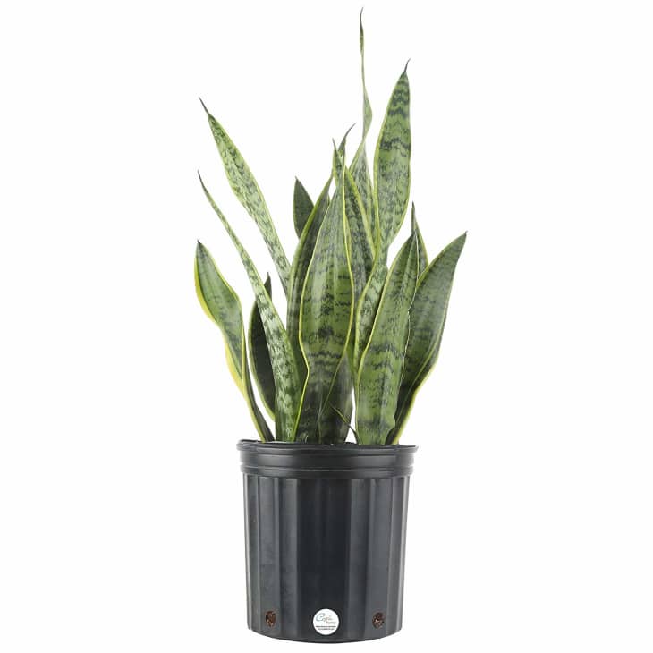 14 Best Office Plants - Easy Plants to Keep on Your Desk | Apartment ...