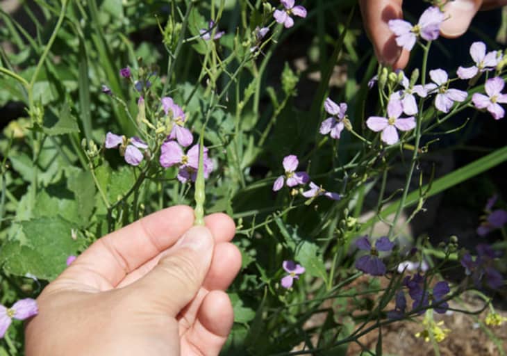 Ingredient Spotlight: Wild Radish Pods | The Kitchn