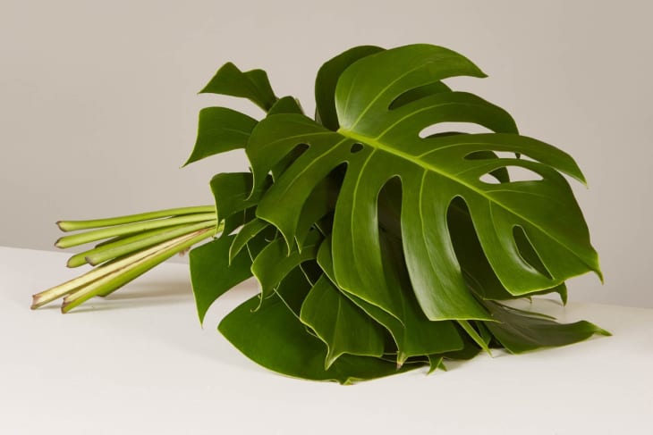 Monstera Leaf - Where to Buy Faux, Cut Stems | Apartment Therapy