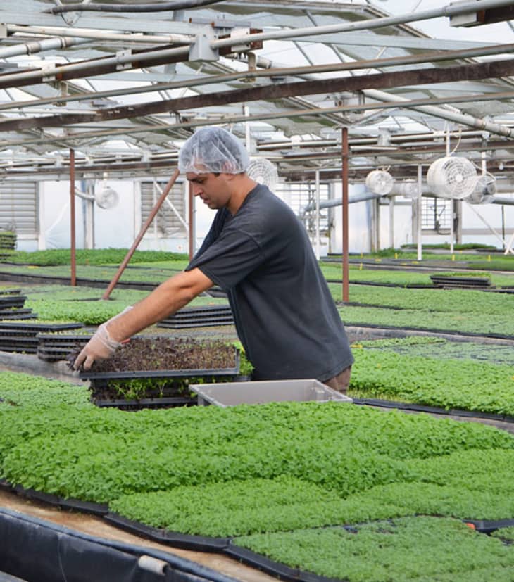 The Chef’s Garden: A Very Unusual Family Farm in Ohio | The Kitchn