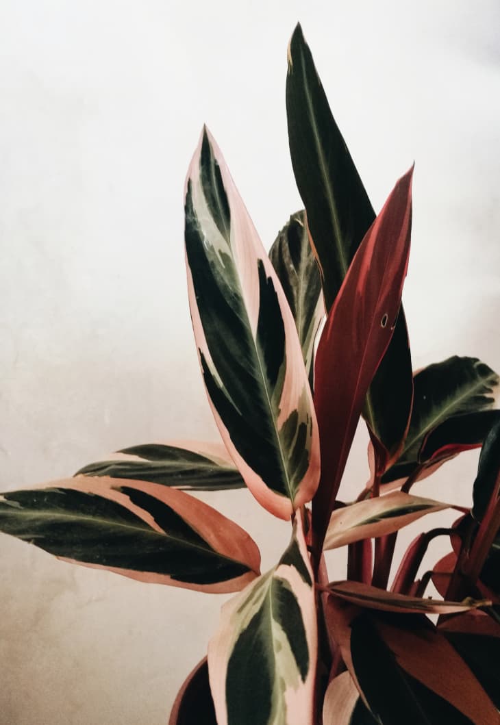 Pink Indoor House Plants | Apartment Therapy