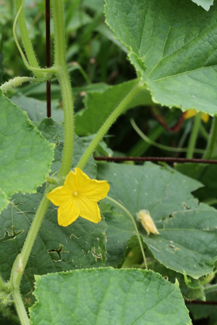 How To Grow Cucumbers | Apartment Therapy