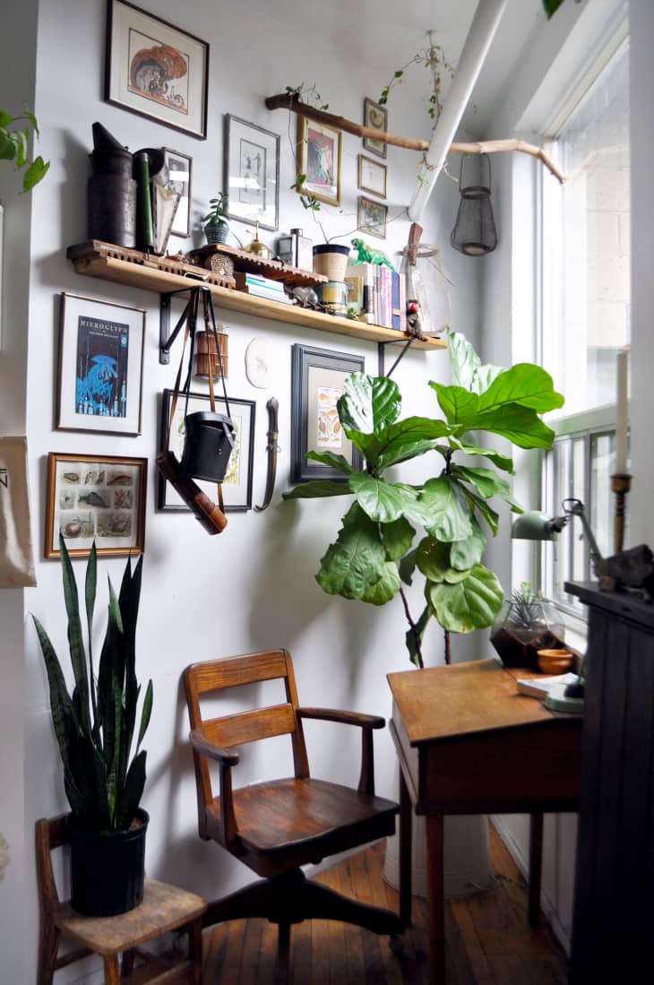A Small Toronto Studio Apartment with Over 40 Plants | Apartment Therapy