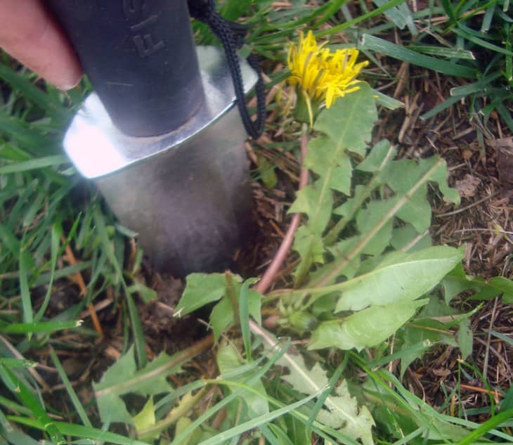 How To Get Rid of Dandelion Weeds | Apartment Therapy