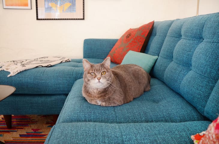 Adding Color to a Rental When You Can't Paint | Apartment Therapy