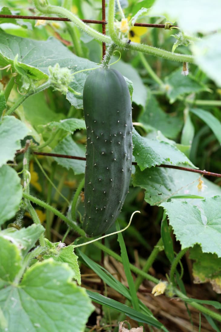 How To Grow Cucumbers | Apartment Therapy