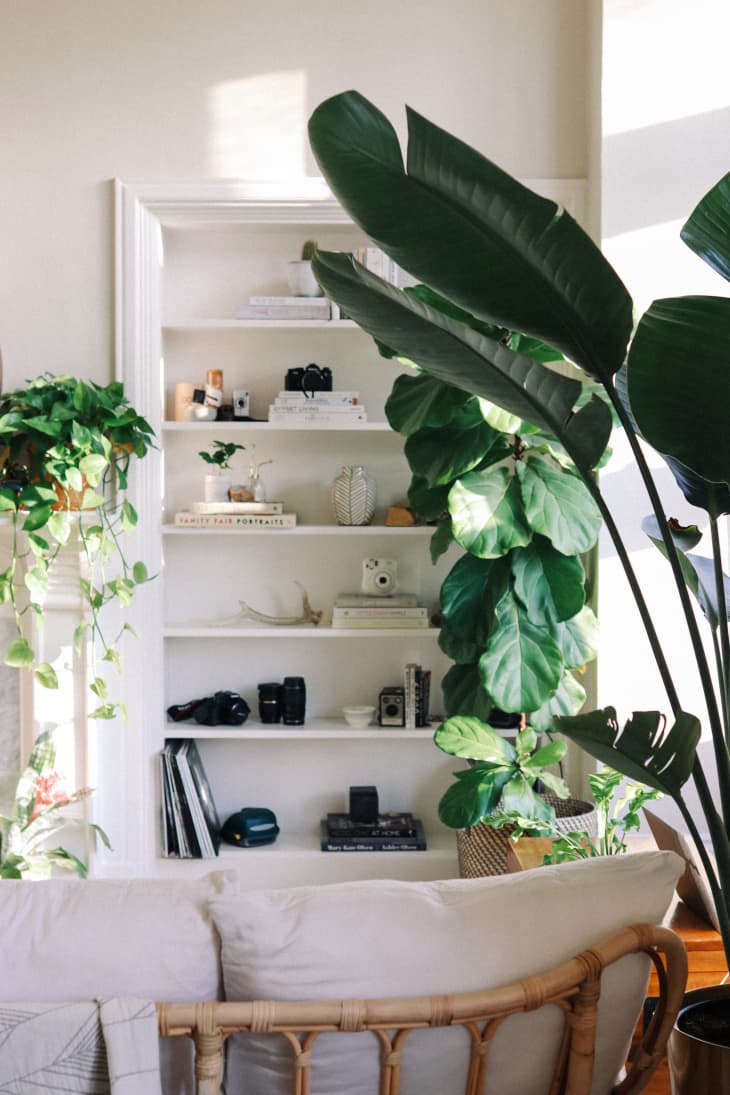 Plant Filled Simple Chic Studio Apartment Decor Photos | Apartment Therapy