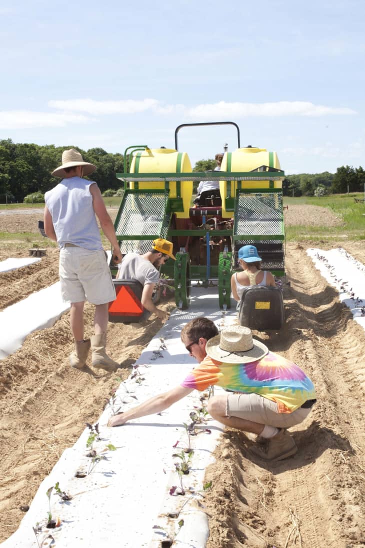Why a Tractor Is So Indispensable to a Real Working Farm | The Kitchn