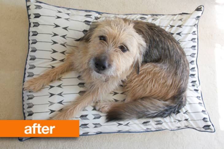 Before & After: Winifred the Dog Gets New Digs | Apartment Therapy