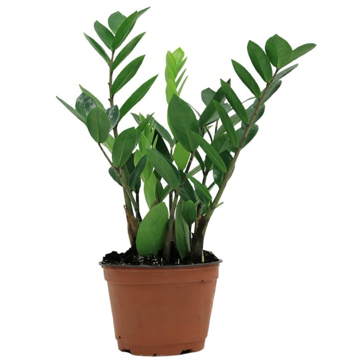 14 Best Office Plants - Easy Plants to Keep on Your Desk | Apartment ...
